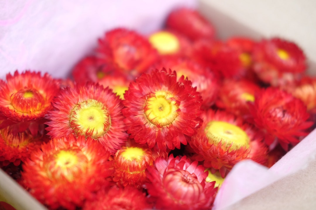 50 Dried Straw Flowers Red Dried Flower DIY Supply Helichrysum ...