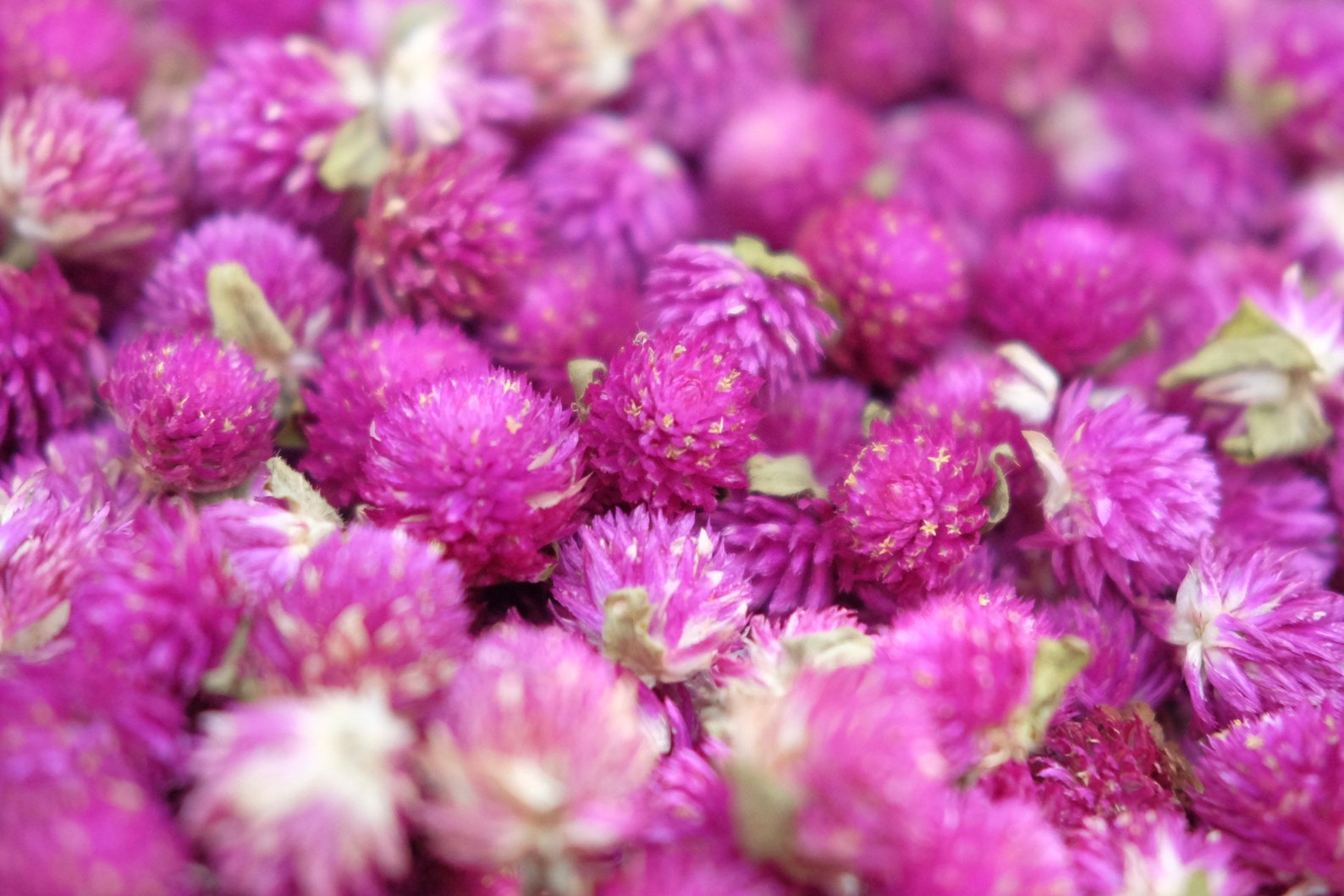 100 Dried Globe Amaranth Flower DIY Supply Everlasting Flower Gomphrena ...