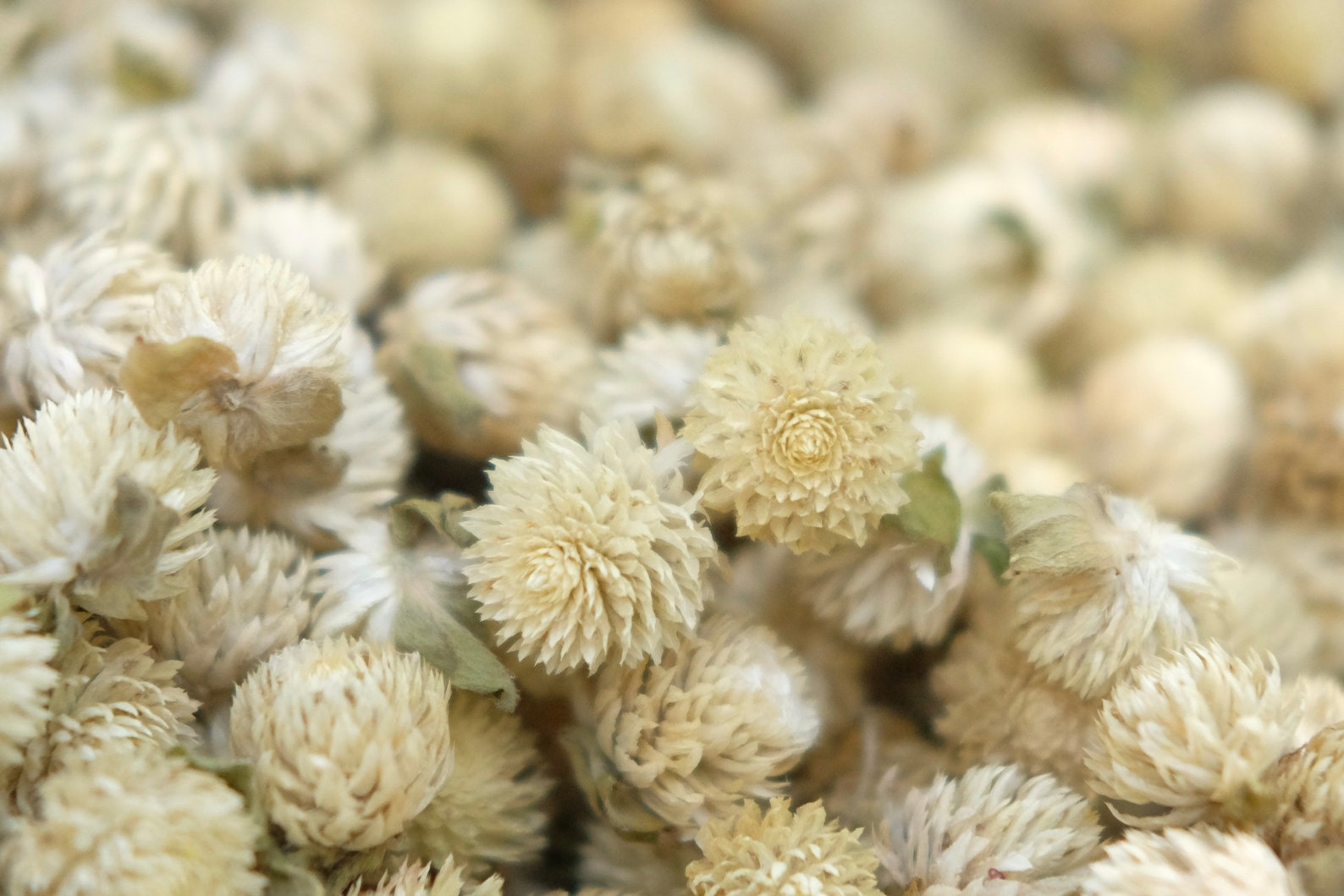 100 Dried Globe Amaranth Flower DIY Supply Everlasting Flower Gomphrena ...