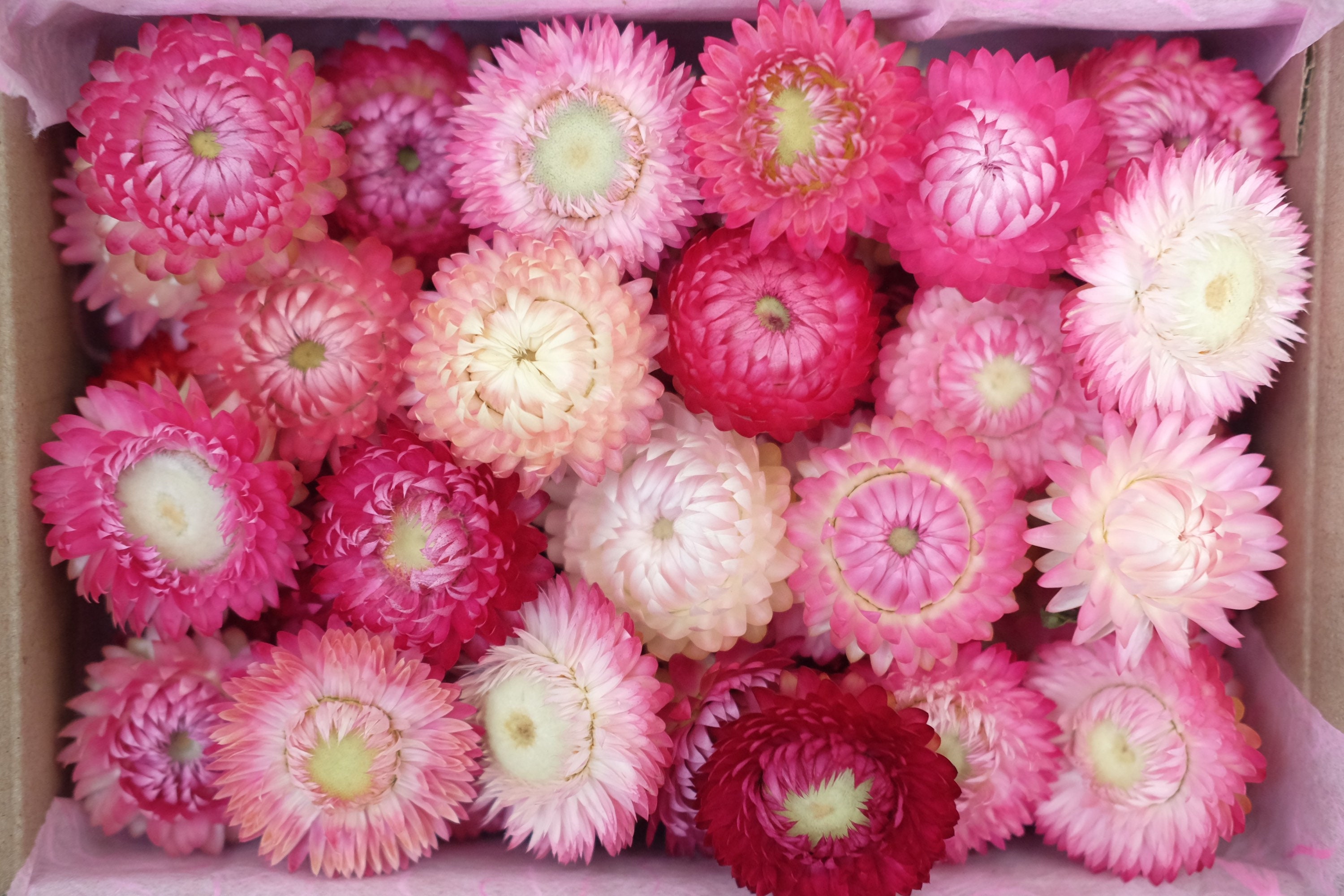 50 Dried Straw Flowers Pink Dried Flower DIY Supply - Etsy