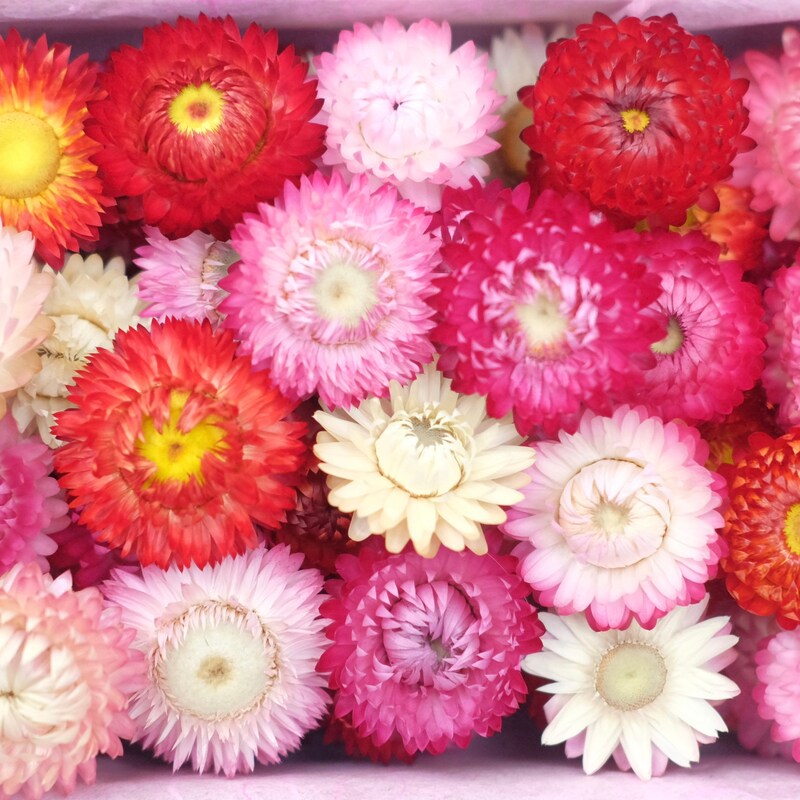 Straw Flowers - Etsy