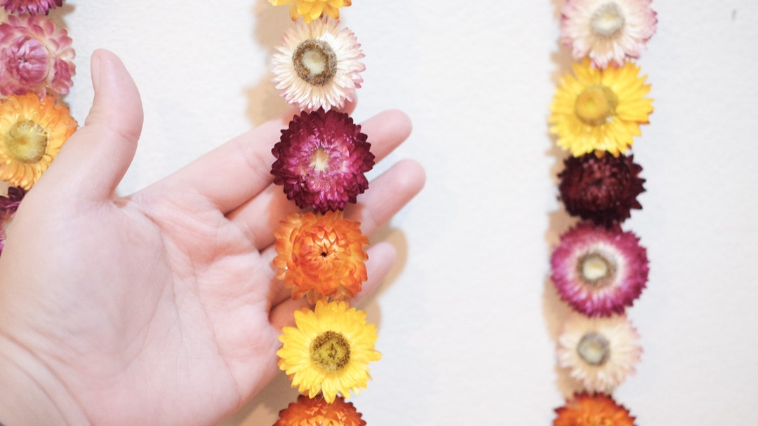 superior quality Set of 3 strings 7ft Medium-Size Dried Strawflower ...