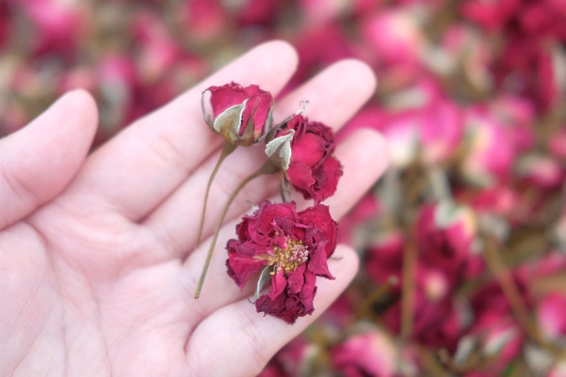 100 Dried Red Roses for Craft Wedding Decor Dried Flower DIY Supply ...