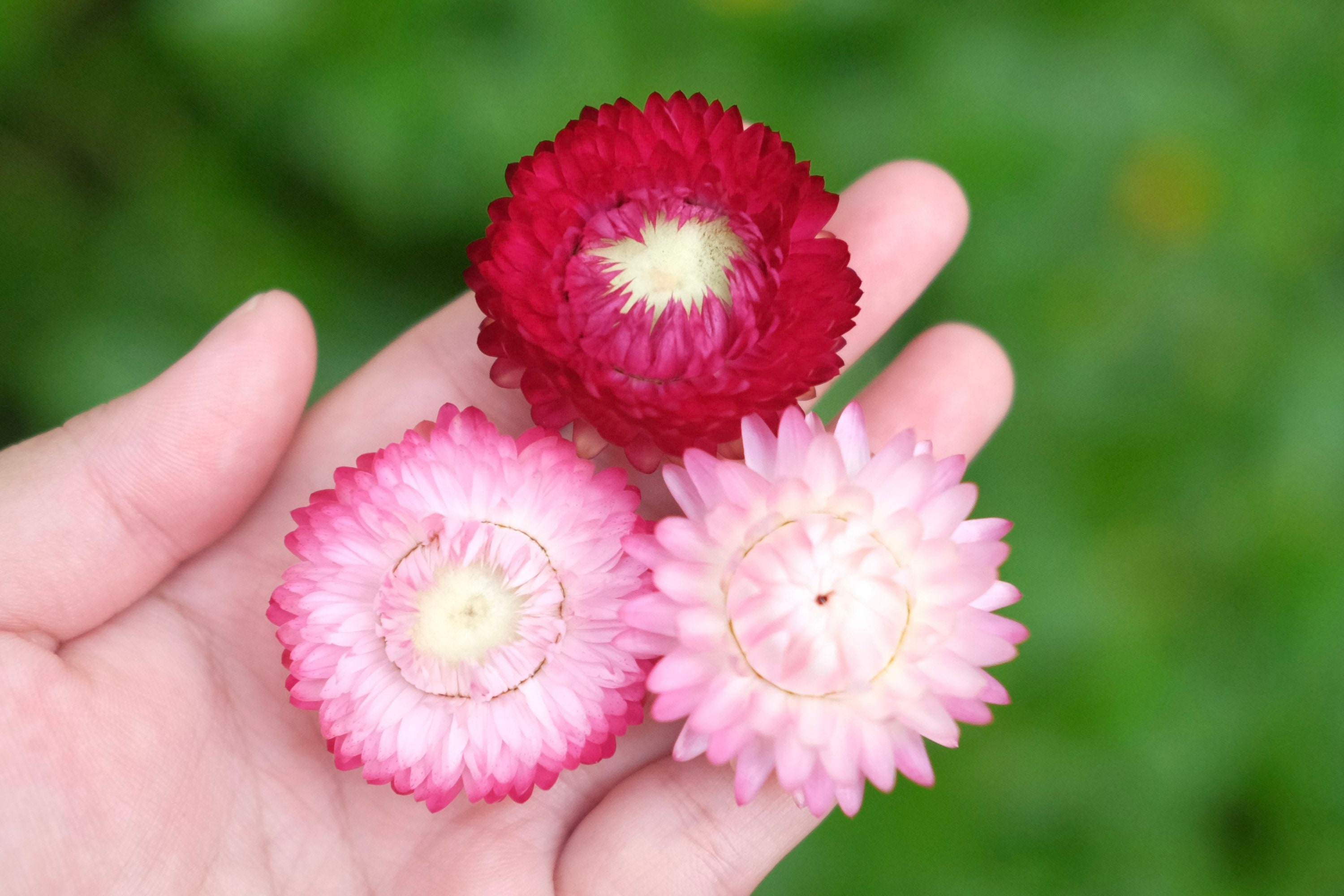 50 Dried Straw Flowers Pink Dried Flower DIY Supply - Etsy