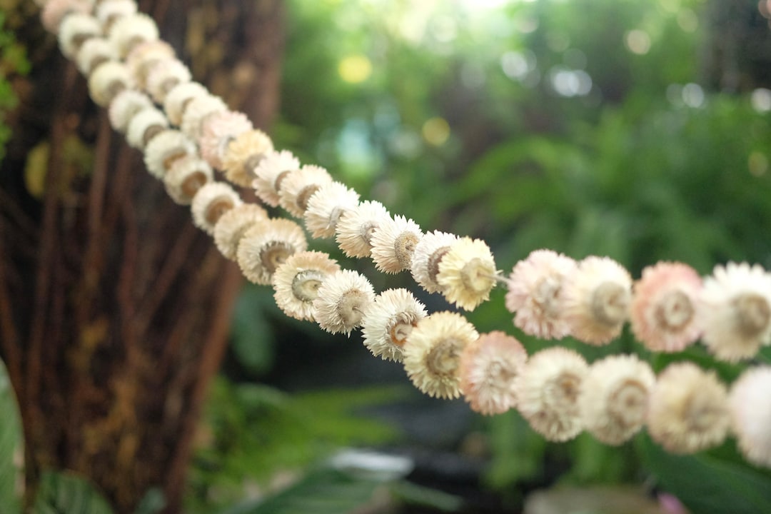 10ft White Dried Flower Garland, Dried Strawflowers Garland ...