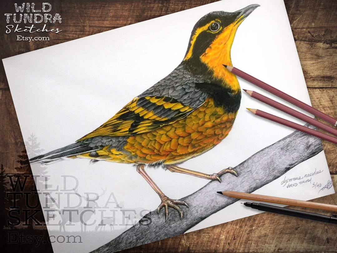 Varied Thrush in Color Art Print Sketch - Etsy