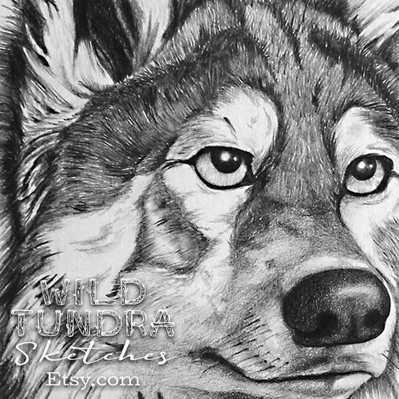 Wolf Sitting Drawing