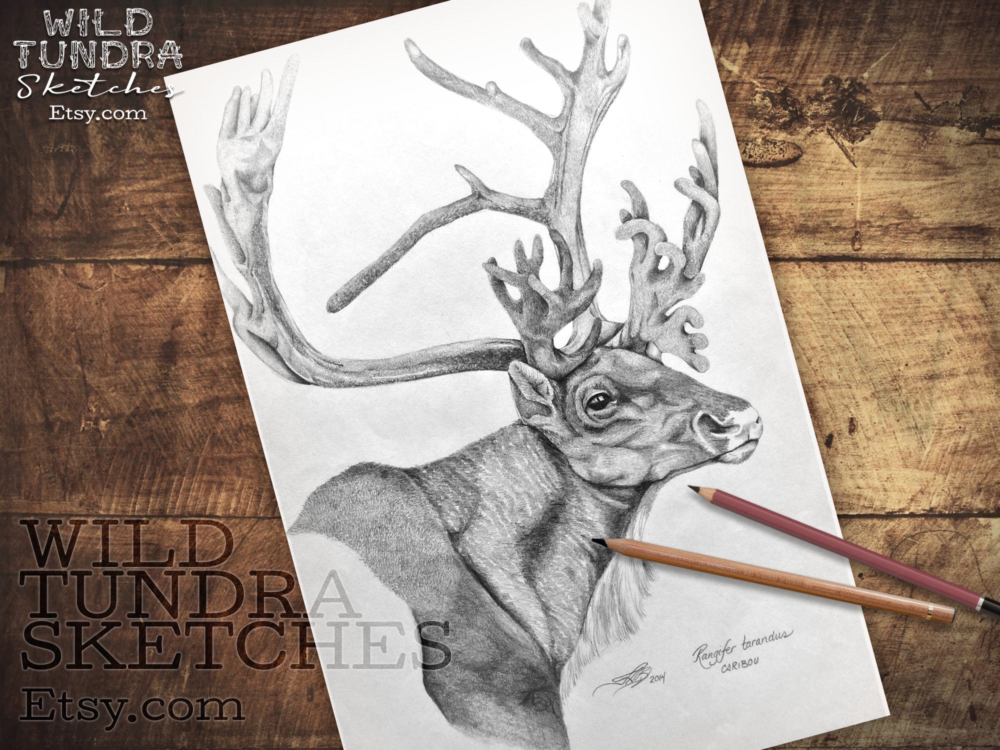 Caribou Drawing