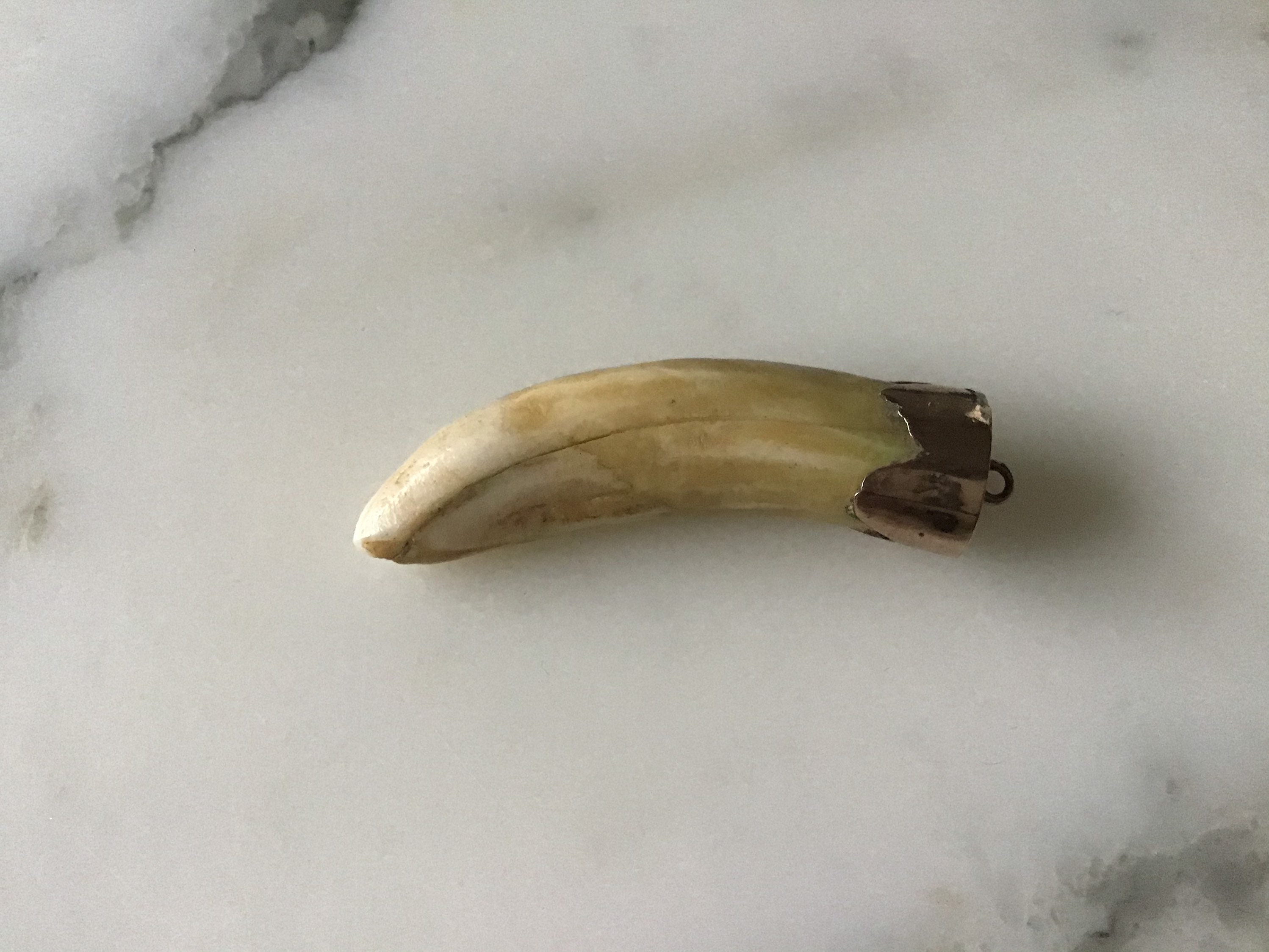 A Late Victorian 9 Carat Gold Mounted Animal Tooth Pendant. - Etsy