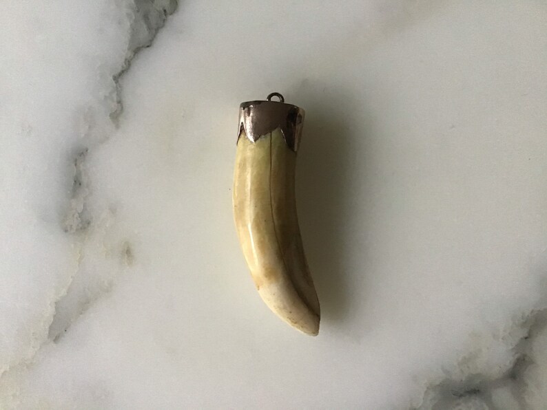 A Late Victorian 9 Carat Gold Mounted Animal Tooth Pendant. - Etsy