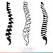Spine Svg, Spinal Cord Png, Skeleton Clipart, Bones Dxf, Anatomy Eps ...