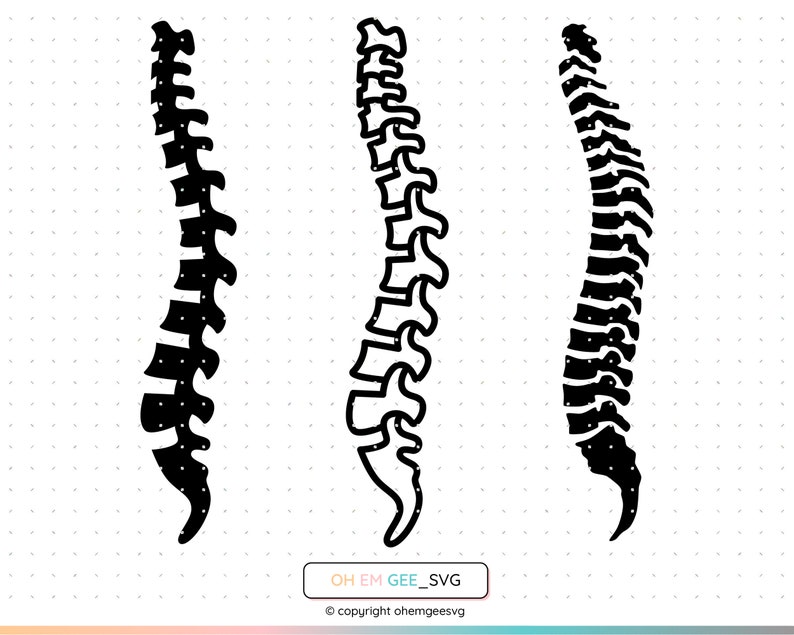 Spine Svg Spinal Cord Png Skeleton Clipart Bones Dxf - Etsy