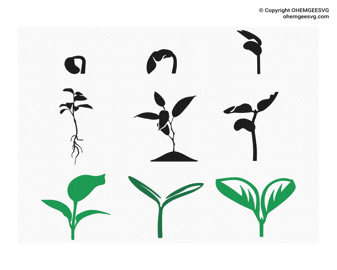 Young Plant Svg, Young Seedling Png, Seedling Clipart, Seedling Dxf ...