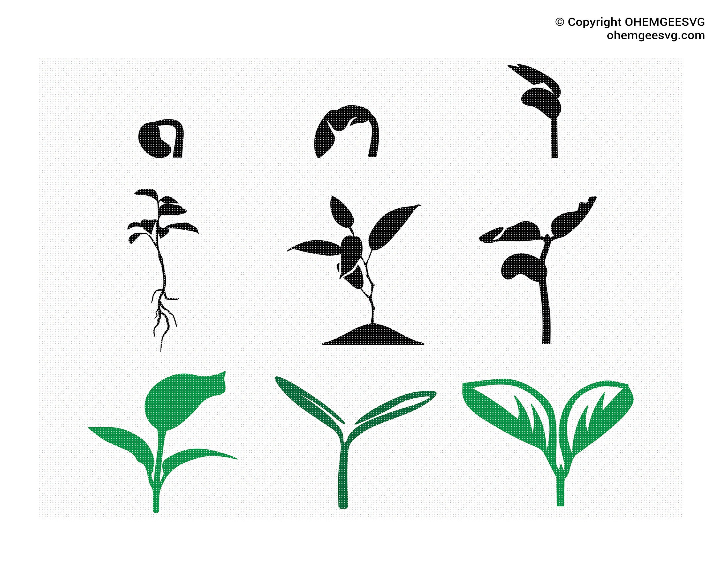 Seedling Clipart Png