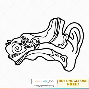 Ear Svg, Human Ear Png, Ear Anatomy Clipart, Human Anatomy Dxf, Ear ...