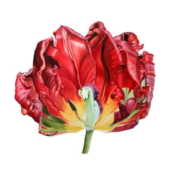 Parrot Tulip - Etsy