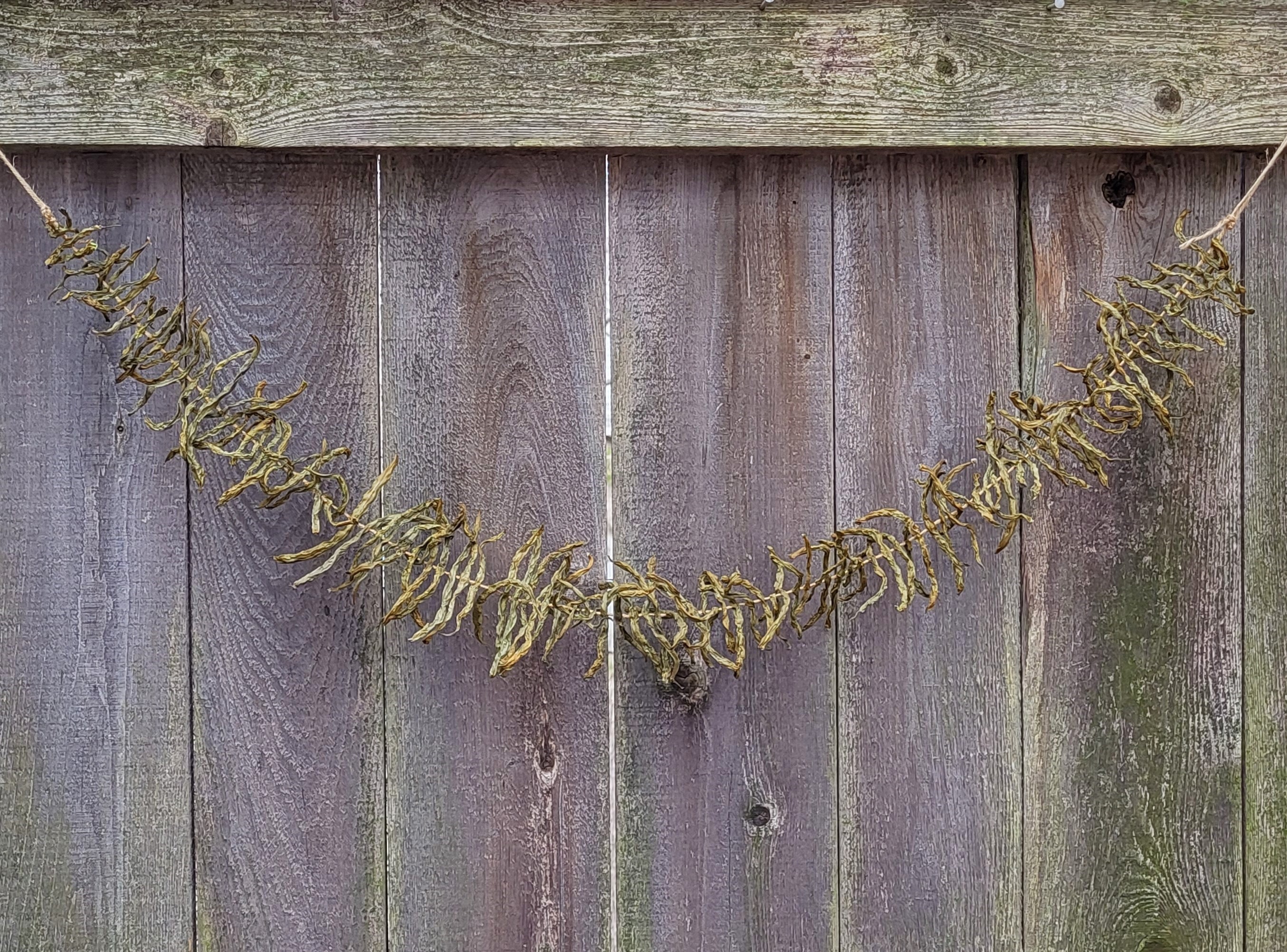 Primitive Colonial Southern Leather Britches Dried Green Bean - Etsy
