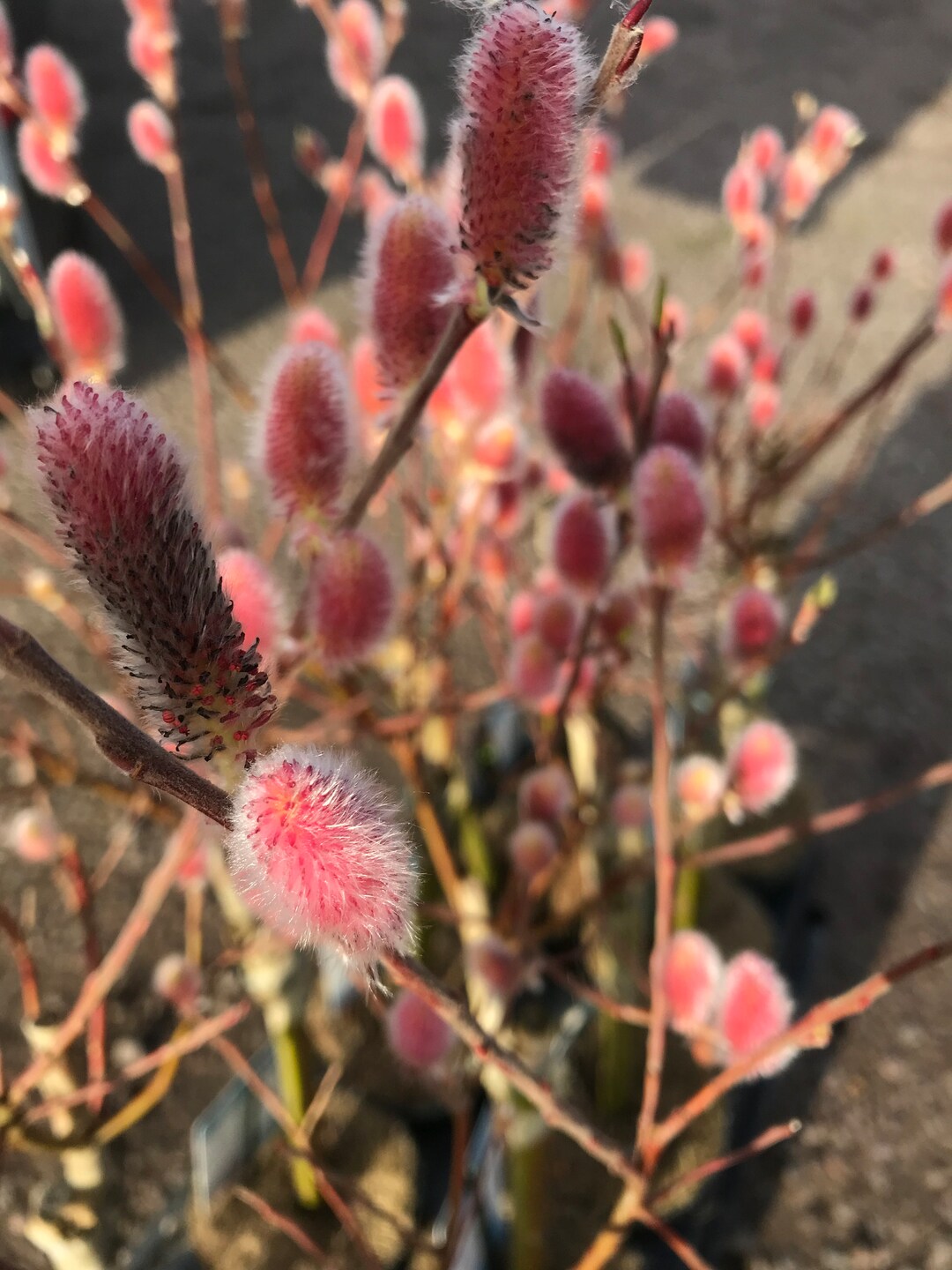 Patio Salix Japanese Pink Pussy Willow 'mount Aso' 1 or 2 Plants Free ...