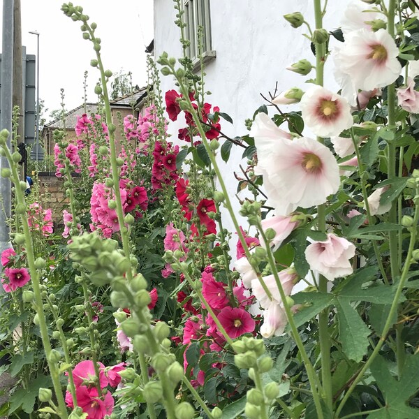 Hollyhocks - Etsy UK
