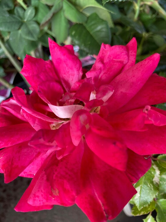 Containerised Climbing Rose 'best Wishes' 1 Plant in - Etsy UK