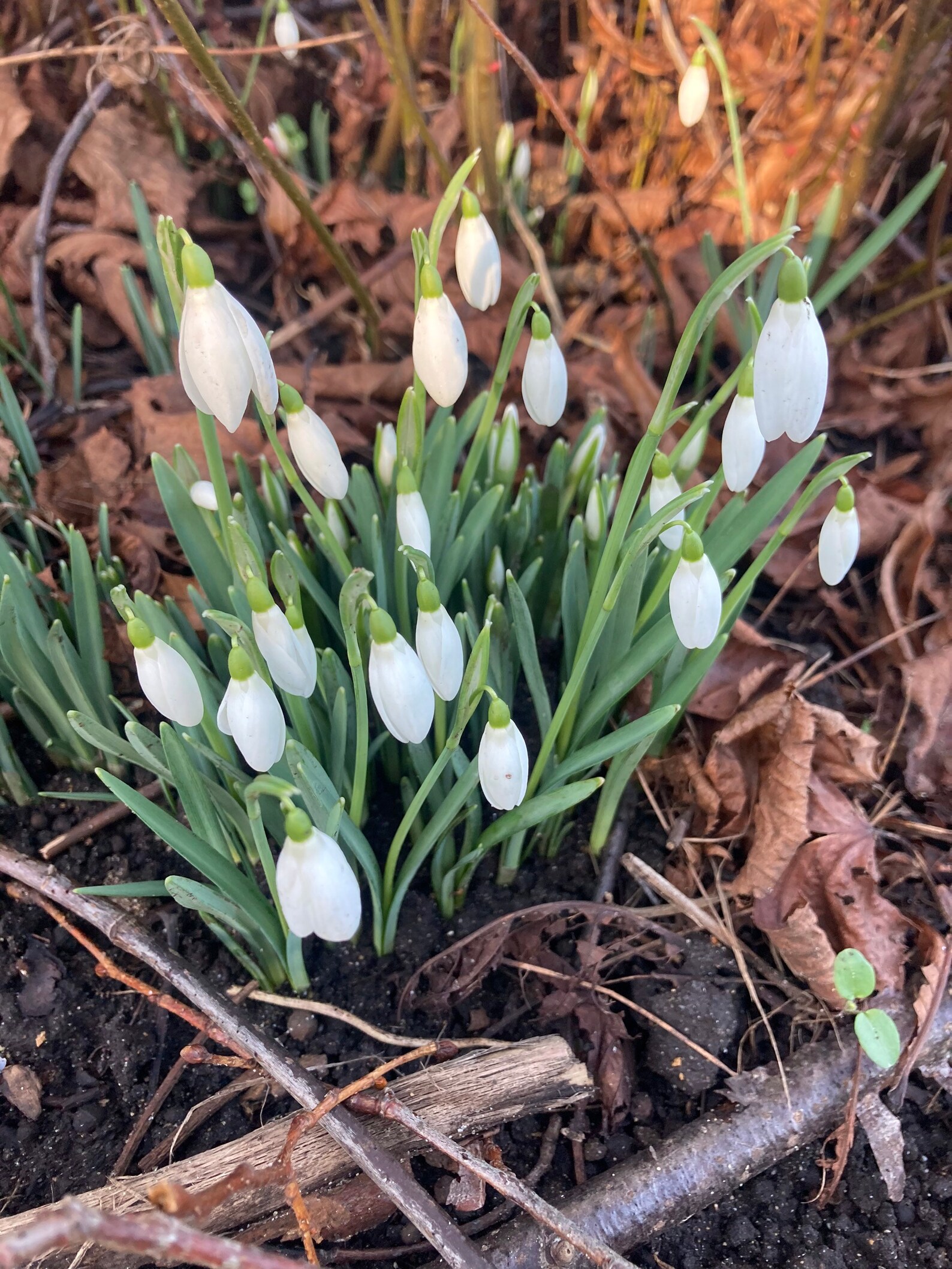 Single-flowering Snowdrop Bulbs 10 15 25 50 or 100 Bulbs - Etsy
