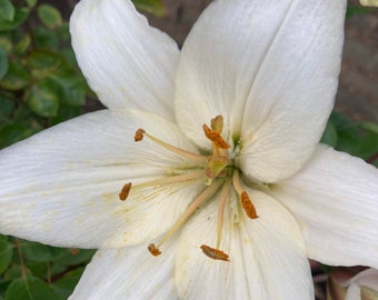 Lilium Asiatic 'bright Pixie' Bulbs red and White Tiger Lily to Plant ...