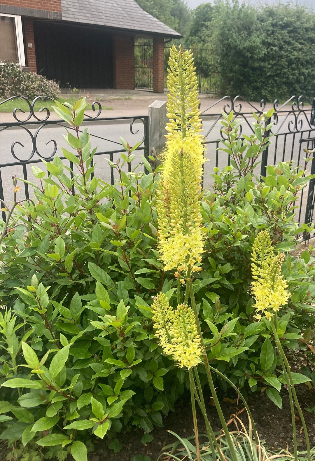 Foxtail Lily Ruiter Hybrid Mixed Colours eremurus 3 or 5 Root Crowns ...