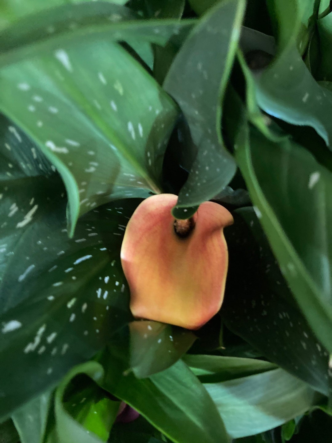 Calla Lily Orange 'mango' zantedeschia 1 2 or 3 - Etsy