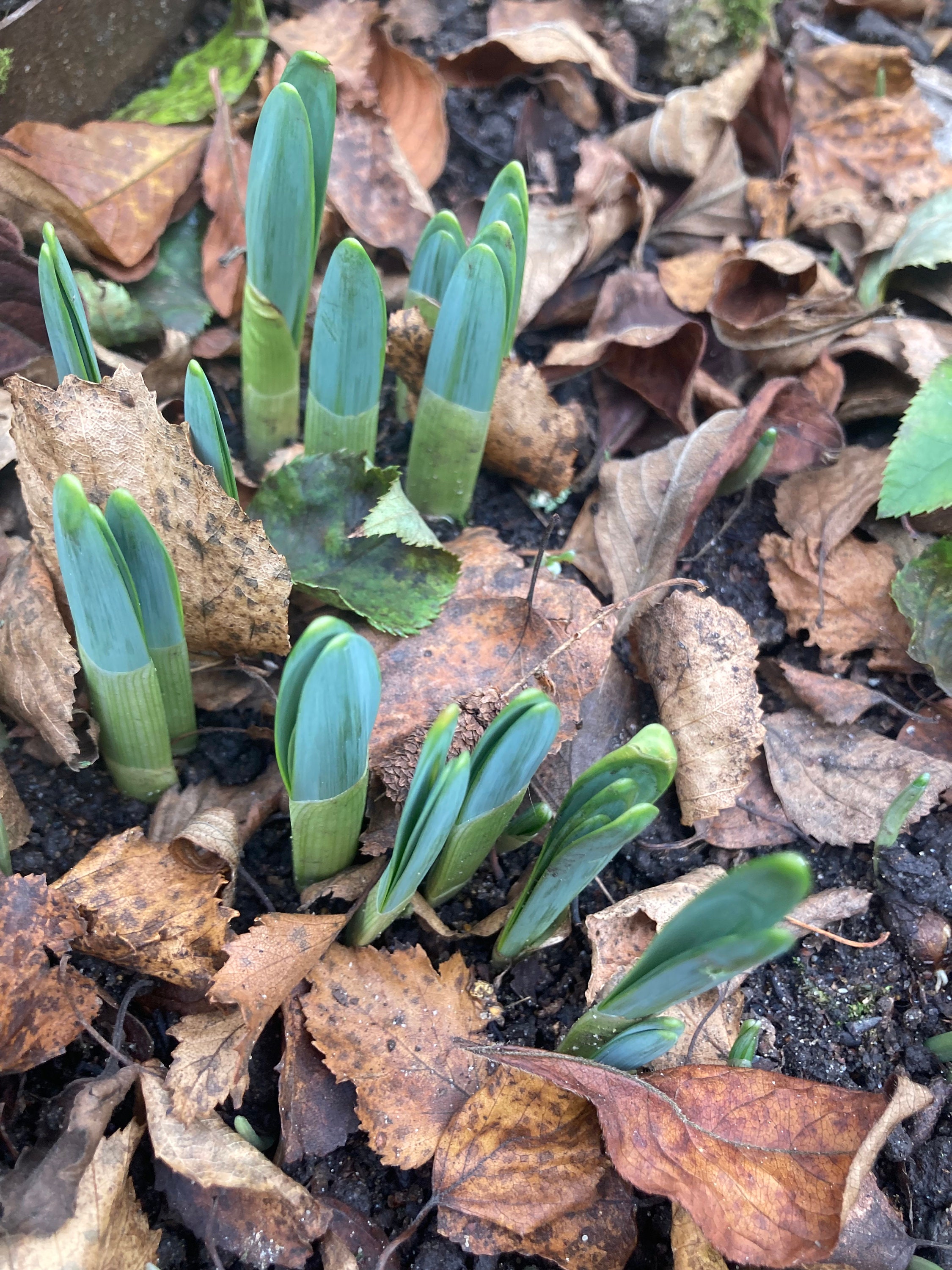 Daffodil Bulbs 'primrose Beauty' 10, 30 or 50 Bulbs Free Delivery ...