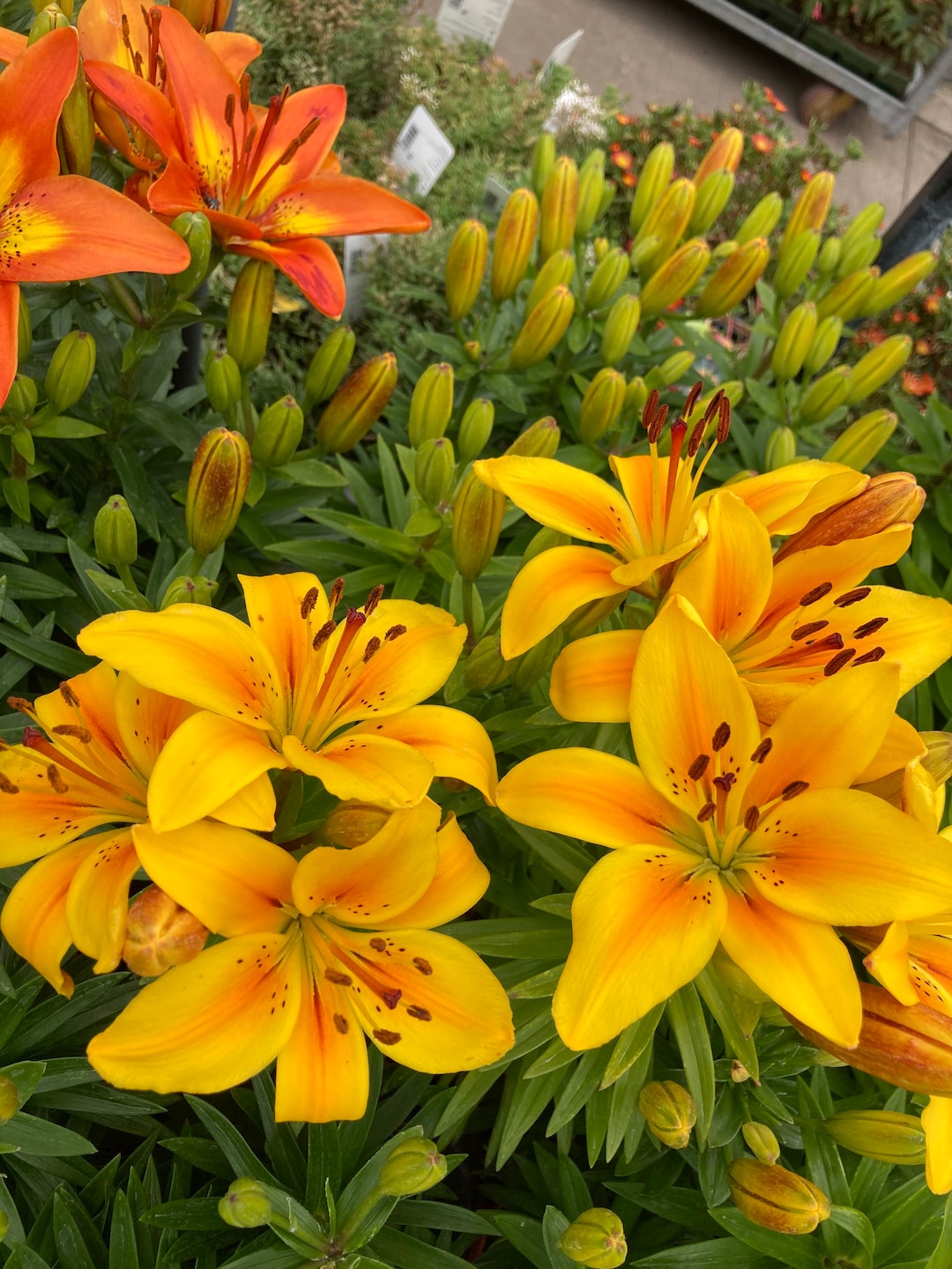 Mixed Colours of Asiatic Lily / Tiger Lily 'pixie' lilium Asiatic 3 ...