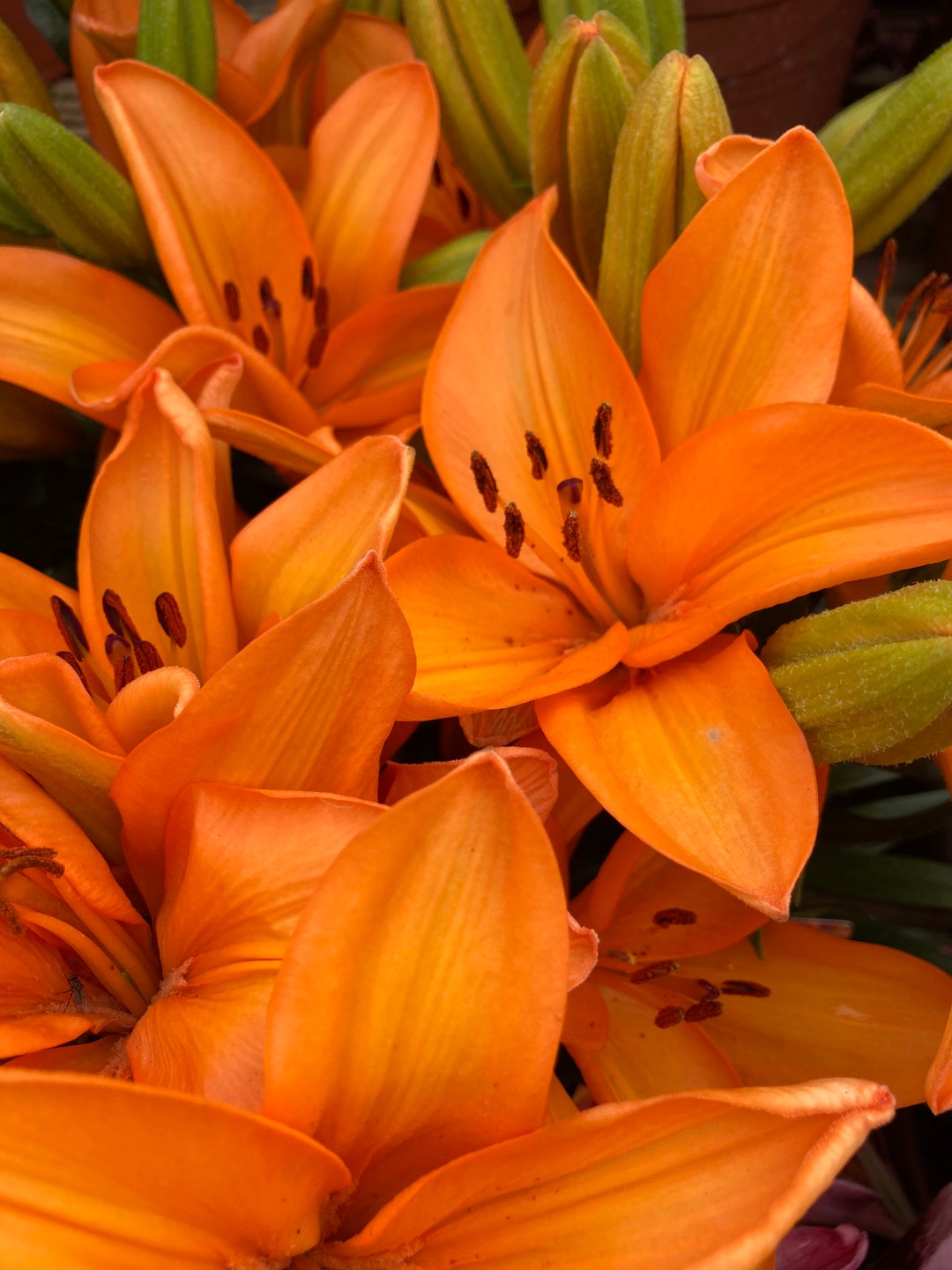 Asiatic Lily / Tiger Lily Red 'escapade' lilium - Etsy