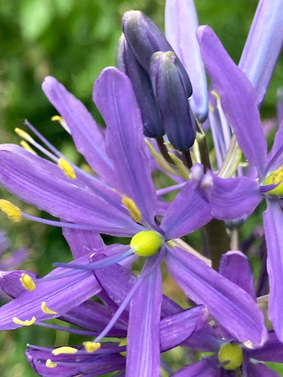Tall Blue Camassia Leichtlineii or Large Camas 1, 2, 3 or 5 Large Bulbs ...