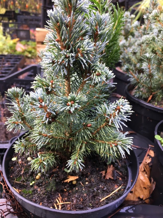 Miniature Containerised Christmas Tree Saunders Blue 20 Cm - Etsy UK