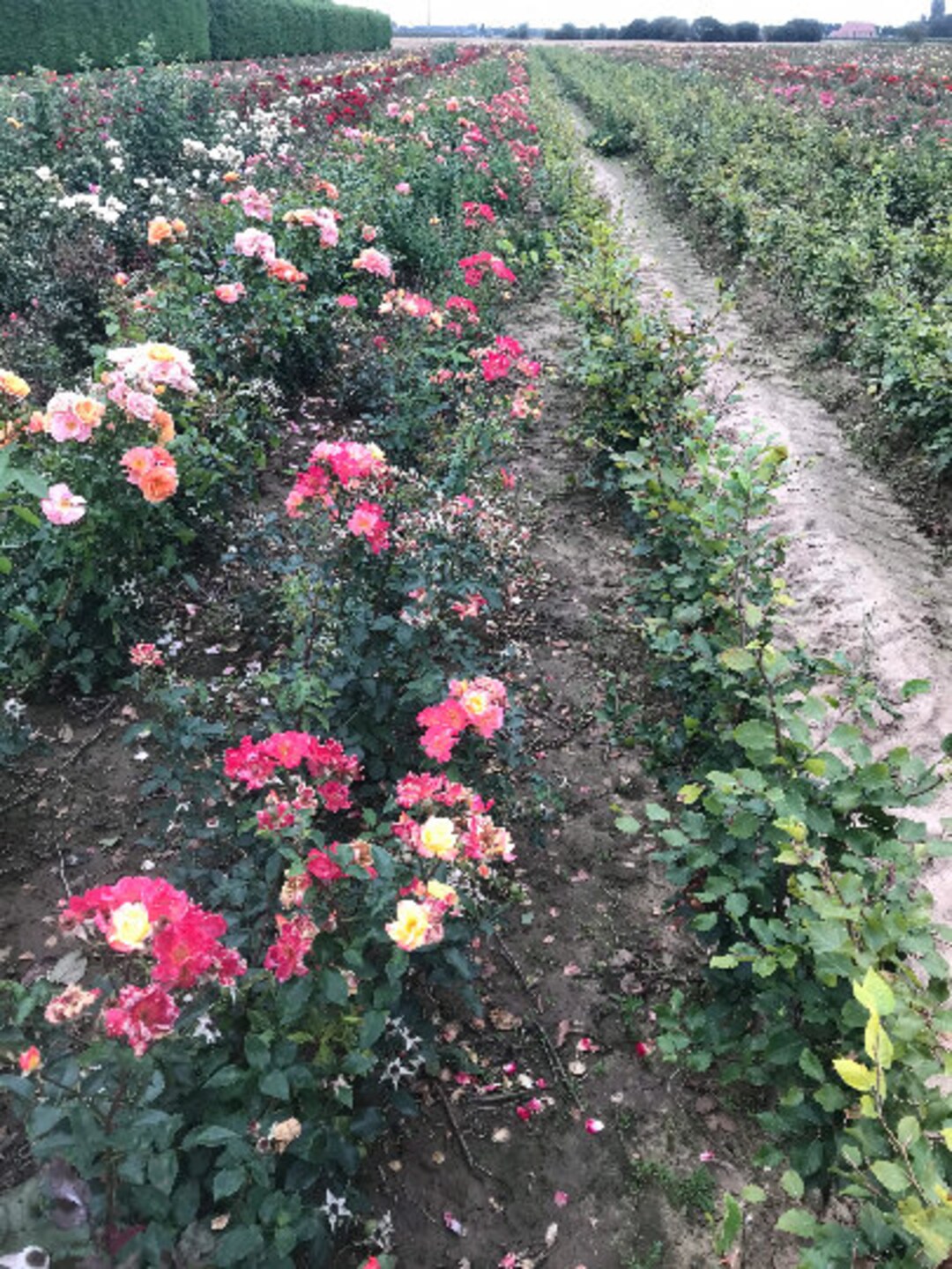 Containerised Floribunda Rose Bicolour 'masquerade' - Etsy