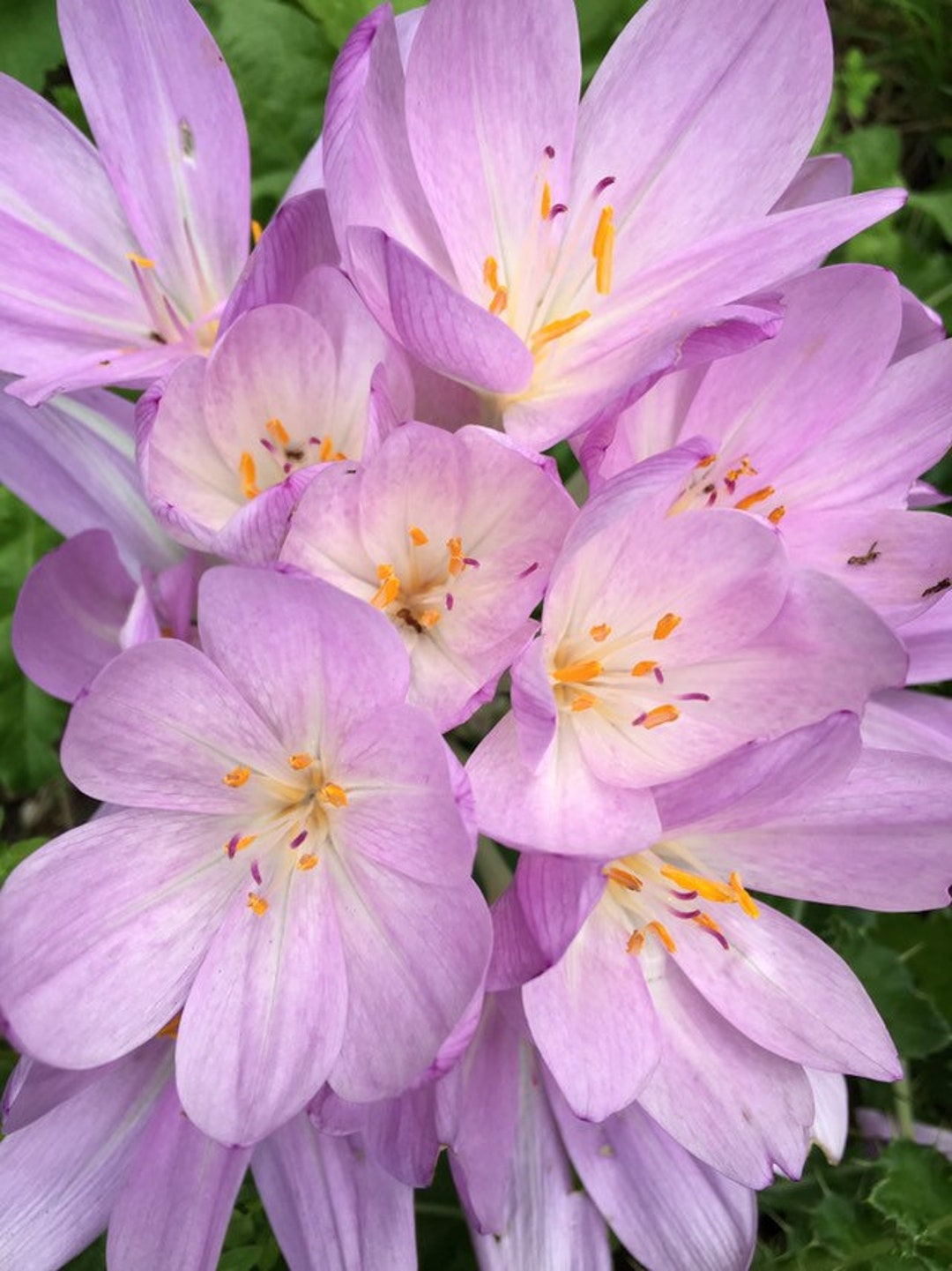 Pink Colchicum or Naked Ladies 1, 2 or 5 Bulbs Free Delivery Within the ...