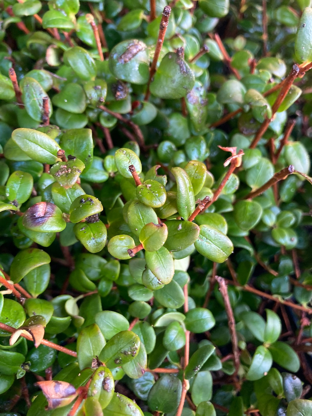 Myrtus Ugni Strawberry Myrtle 1, 2 or 3 Plants in 9cm Pots Free ...