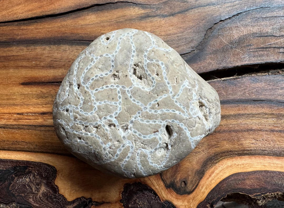 Amazing Large Michigan Chain Coral - Etsy