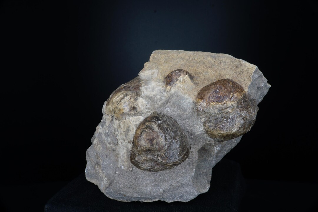 Arctica Pelecypod / Mancos Shale, Emery County, Utah / Fossil Specimen ...