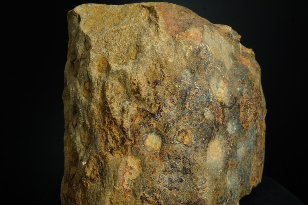 Lepidodendron Scale Tree Fossil / Central States, USA / Carboniferous ...