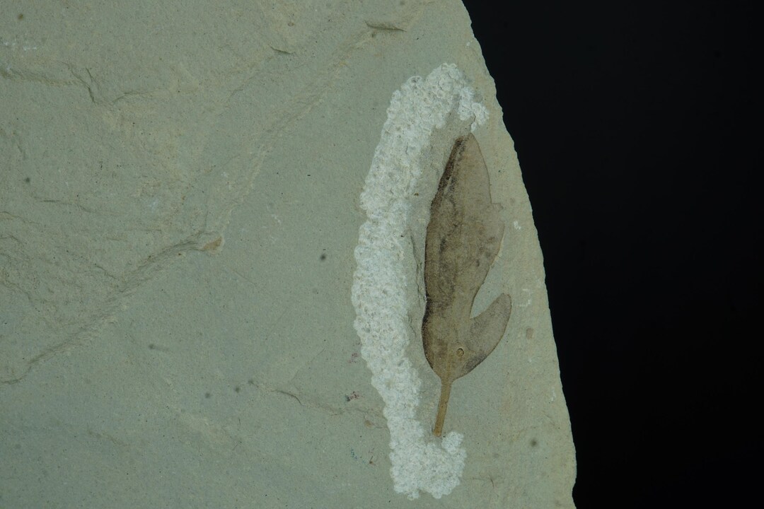 Cardiospermum Coloradensis Leaf Fossil / Green River Formation / 13.4cm ...