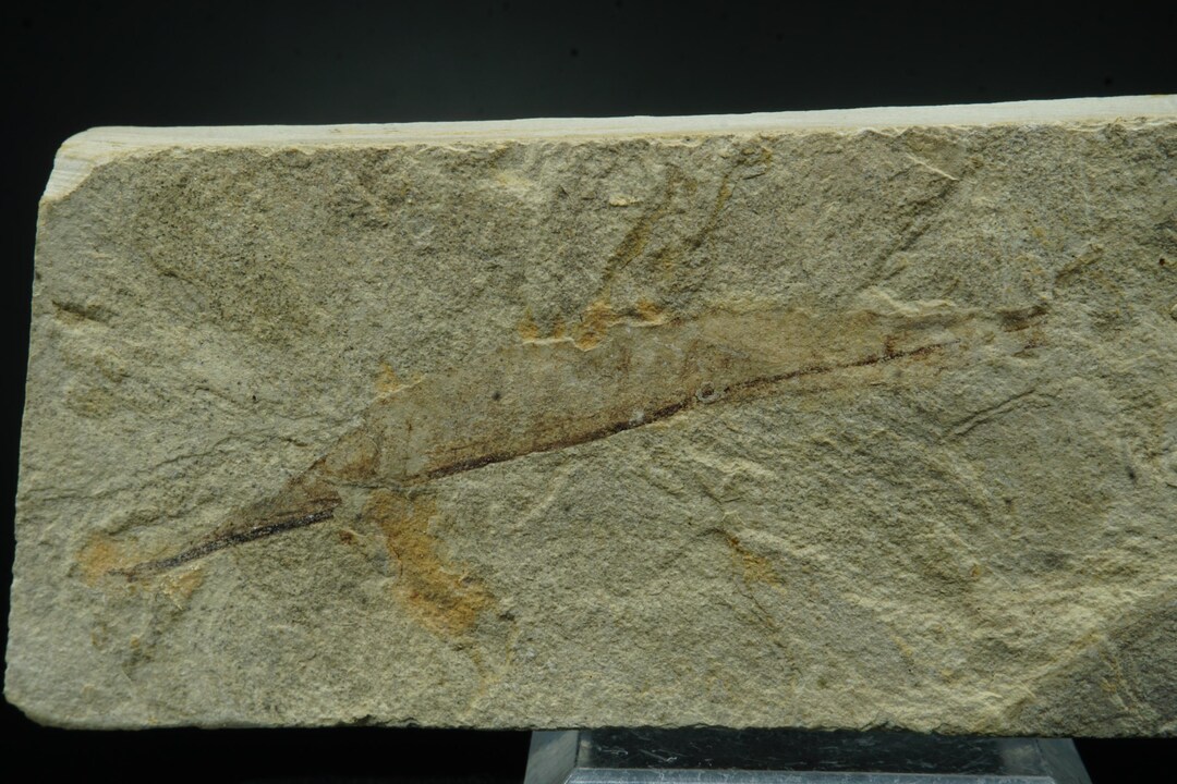 Fossil Leaf / Bonanza, Utah / Eocene Fossil Specimen - Etsy