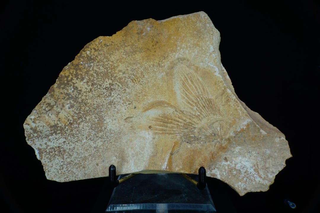 Fossil Fish Tail / Eocene Fossil Specimen / Kemmerer, Wyoming - Etsy