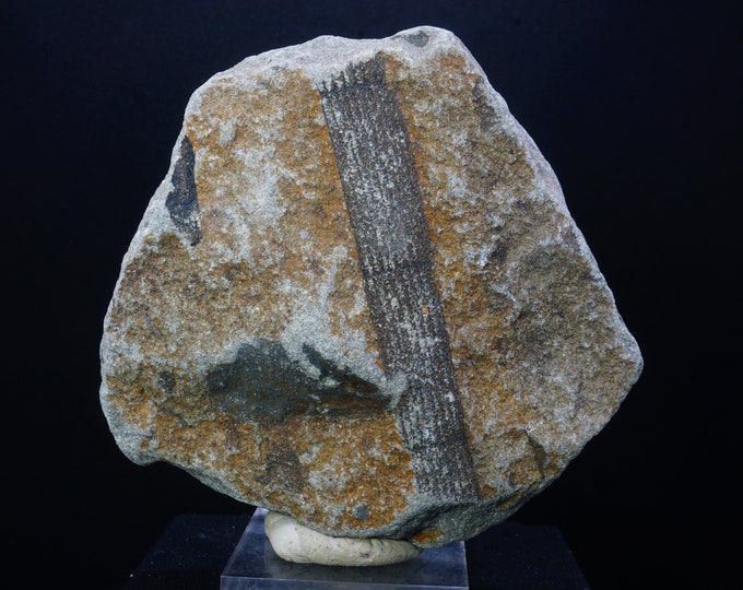 Calamite Stem Section / 11.1cm Rare Fossil Specimen / Cape Enrage ...