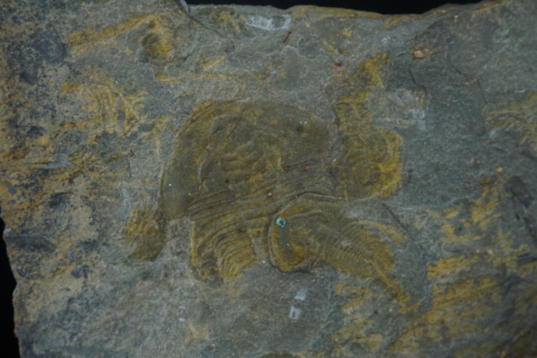 Trilobite / Olenellus Clarki / Cambrian 11.8cm Fossil Specimen / Latham ...