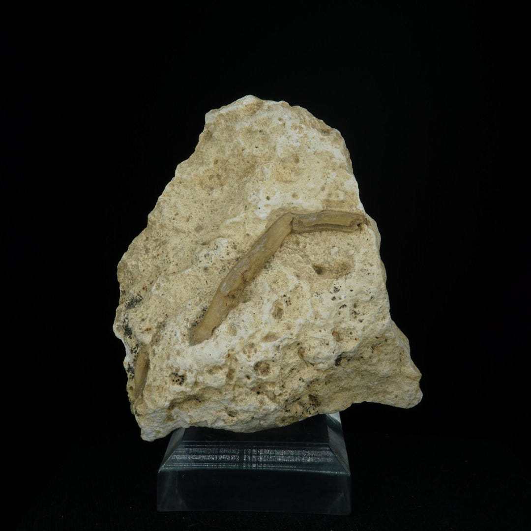Root Casts in Marl / Ferron, Utah / Fossil Specimen - Etsy
