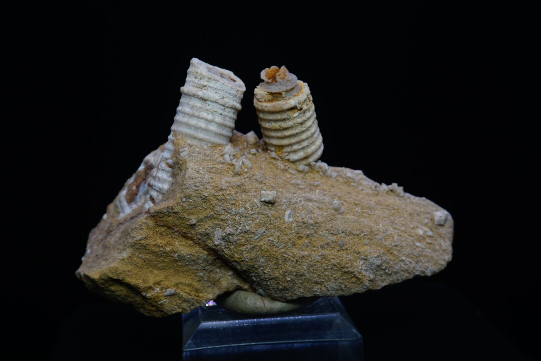 Crinoid Stems / 7.8cm Fossil Specimen / From Missouri - Etsy