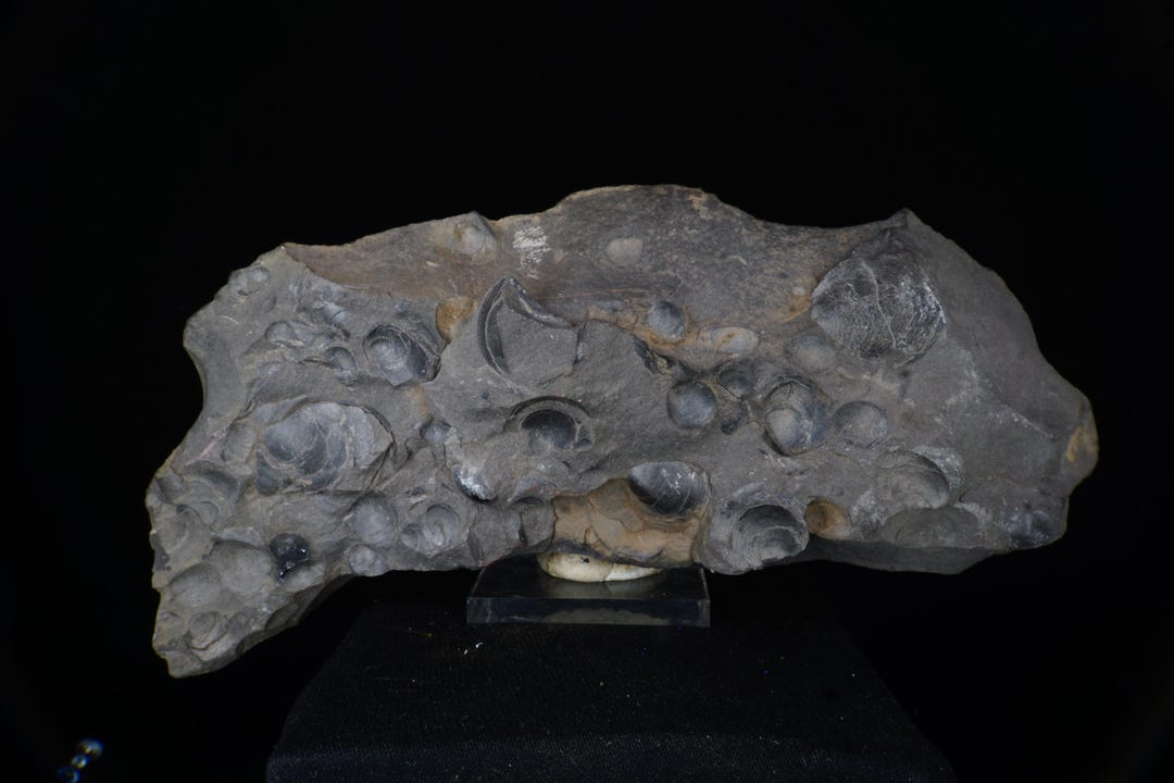 Nucula Bivalves / 18.7cm Fossil Specimen / Soda Springs, Idaho - Etsy