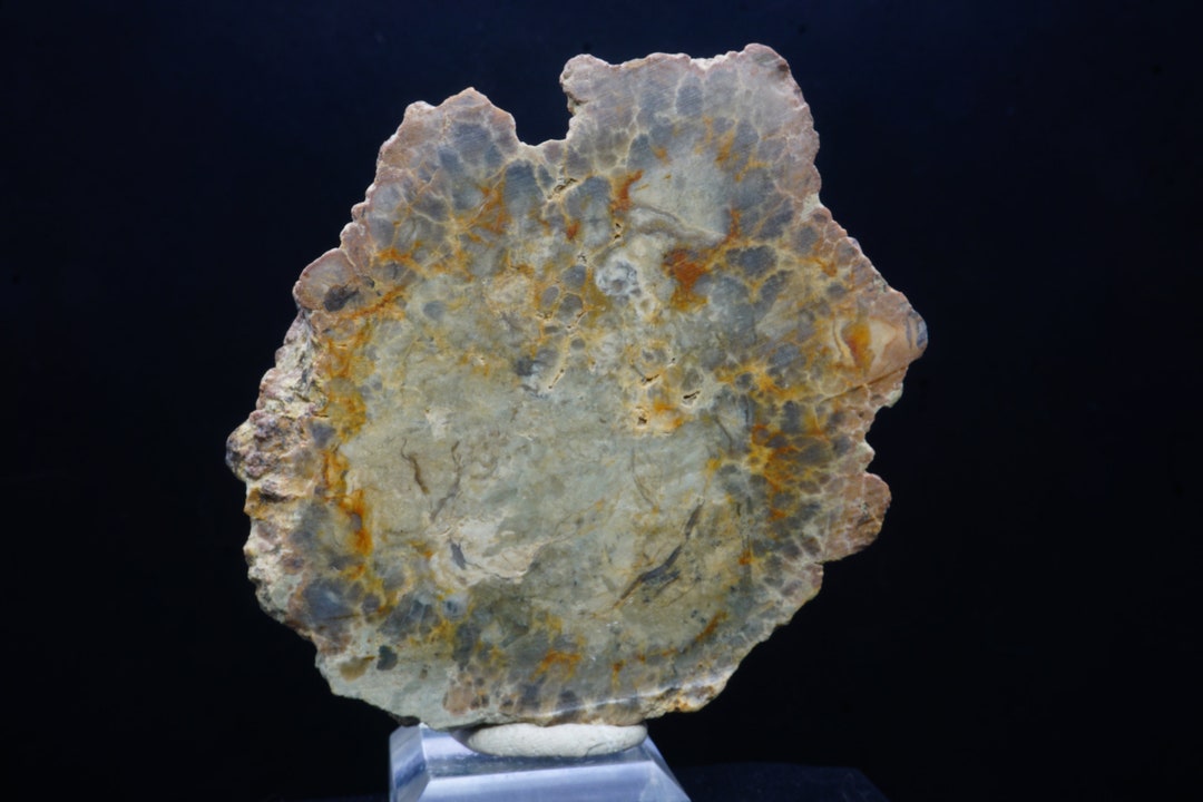 Coprolite Slab / 9.8cm Fossil Specimen / Utah - Etsy UK