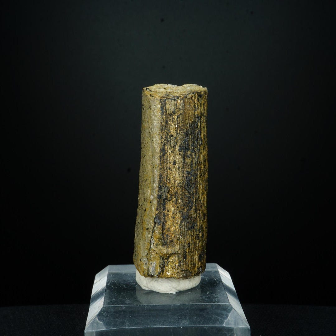 Calamites Stem Section / Ouachita Mountains, Oklahoma / Fossil Specimen ...