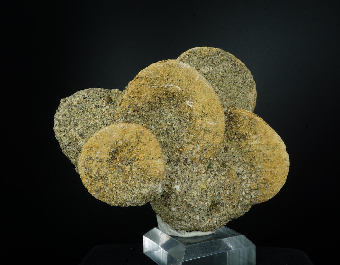 Sand Dollar Fossil / Dendraster Gibbsi / Kettleman Hills, California ...